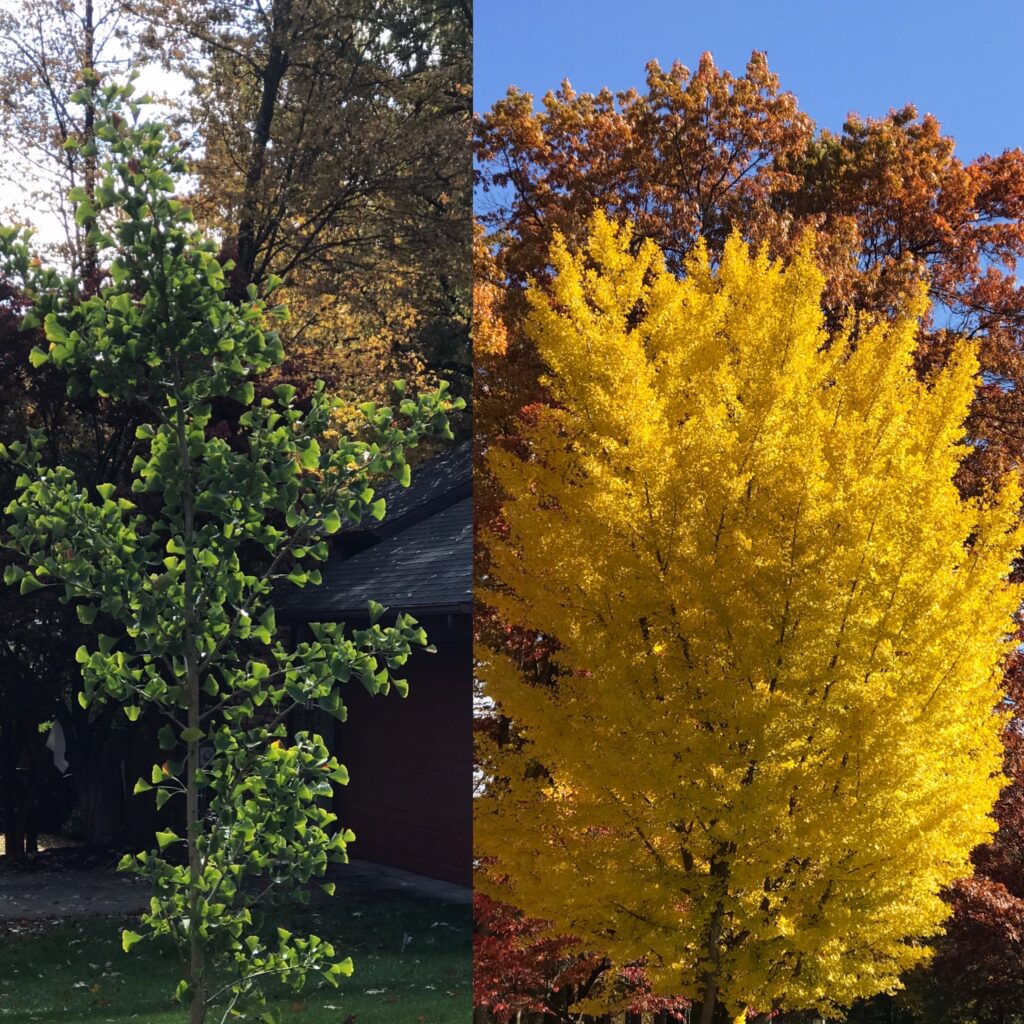My Favorite Ginkgo Tree - Heather Holleman