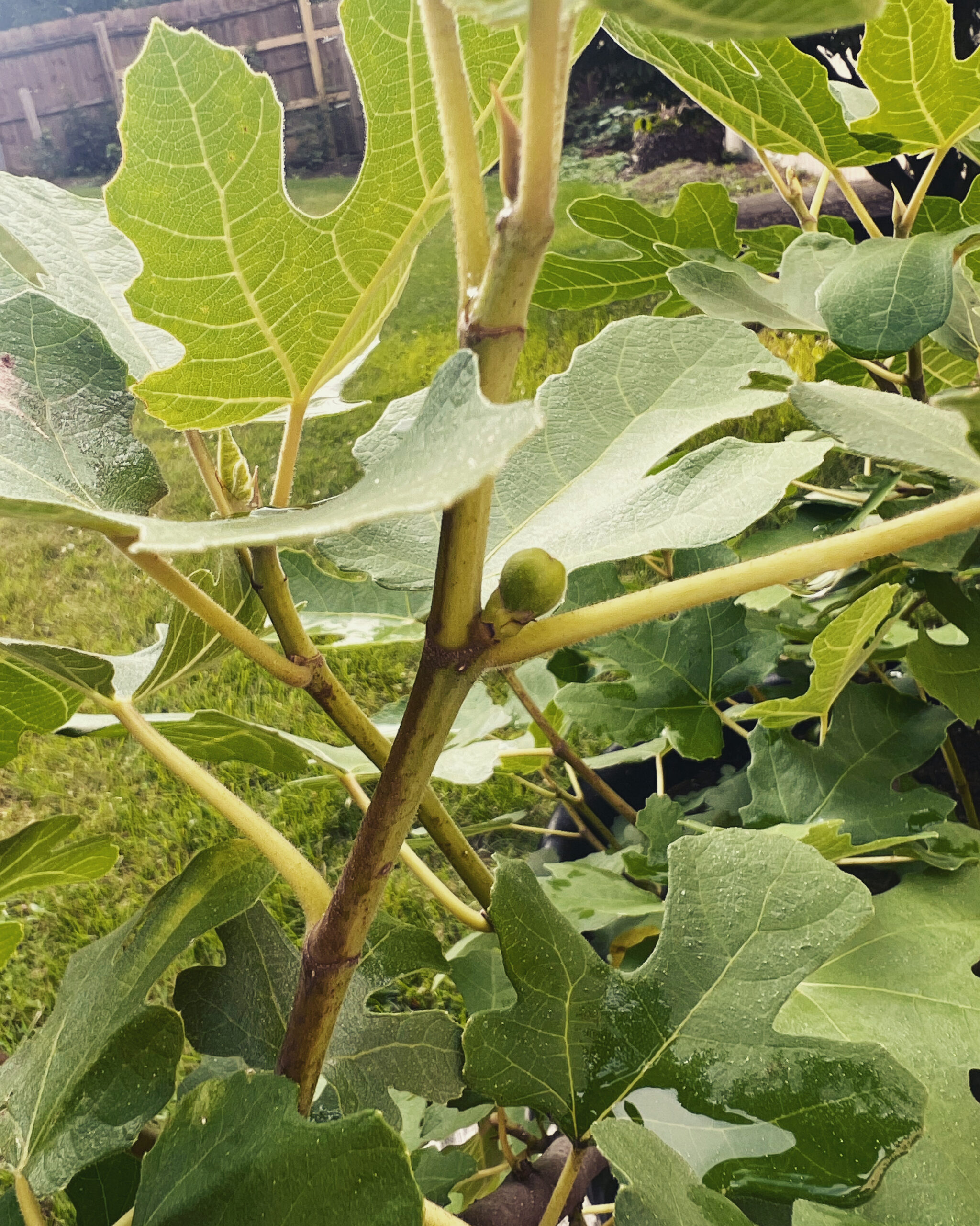 First Little Fig Growing - Heather Holleman